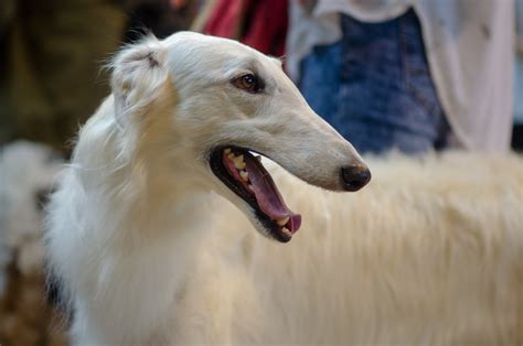 Chart Rosyjski Borzoj Opis Rasy żywienie I Pielęgnacja Rasy Psów