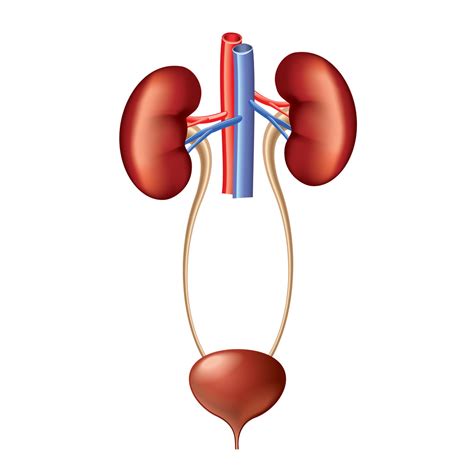 Chapter 13 Urinary System Diagram Quizlet