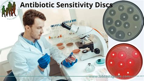 Antibiotic Sensitivity Discsdefinatio Purpose Uses And More