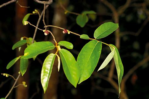 สารานุกรมพืช