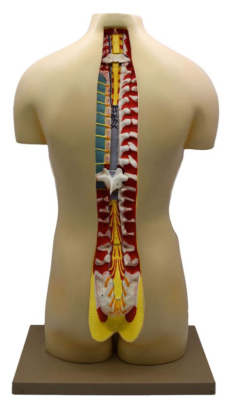 Model Human Open Back Torso Dual Sex 27 Parts Geyer Instructional