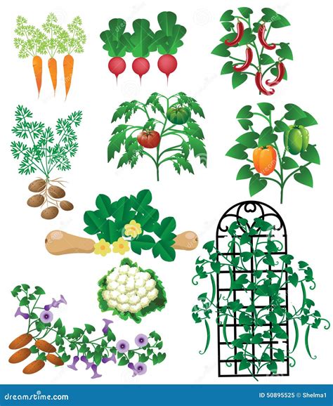 Plantas Vegetales Aisladas Ilustración Del Vector Ilustración De