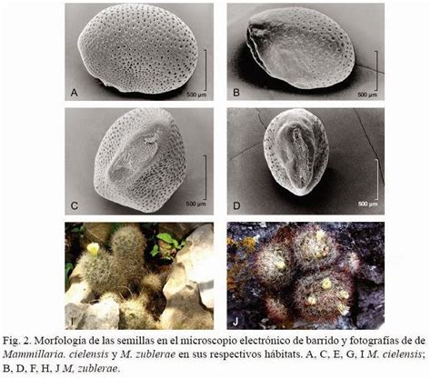 Biocactus Las Semillas En Cactus Y Angiospermas
