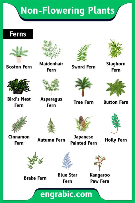 Types Of Plants List With Their Pictures Engrabic