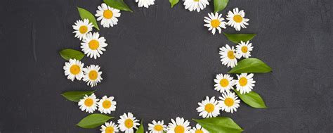 Ромашки обои 58 фото