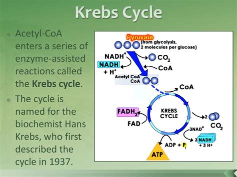Photosynthesis And Cellular Respiration Ppt Download