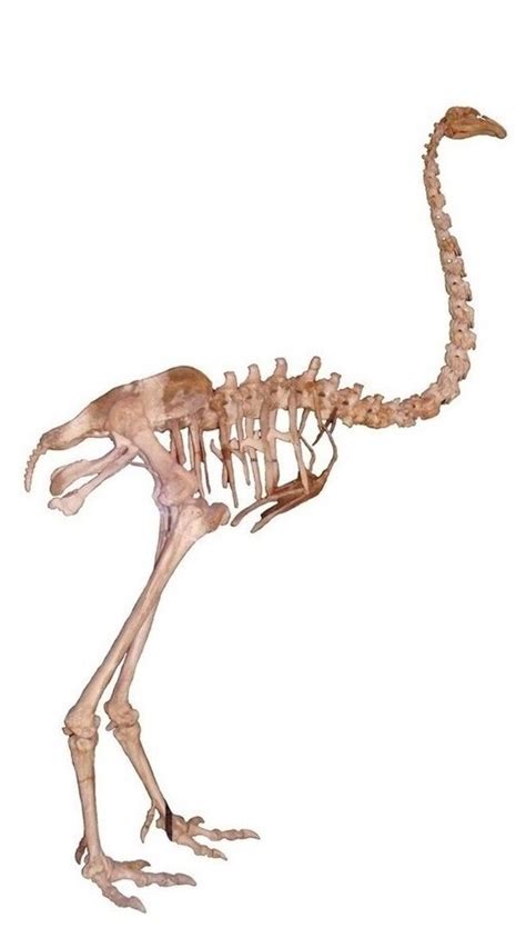 Filegiant Moa Skeleton Wikipedia