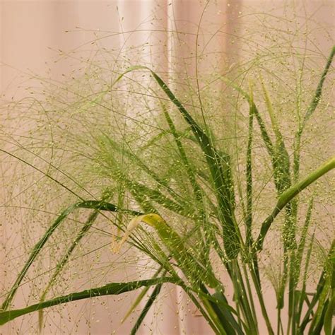 Frosted Explosion Untreated Pellet Ornamental Grass Seeds