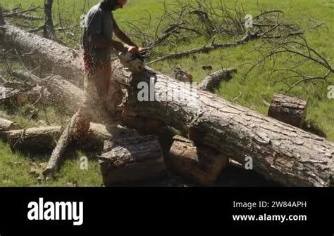 Professional Chainsaw Operator Cutting A Pine Tree Slow Motion With Cut Resistant Pants And