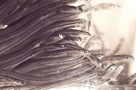 Eel Life History Wikipedia
