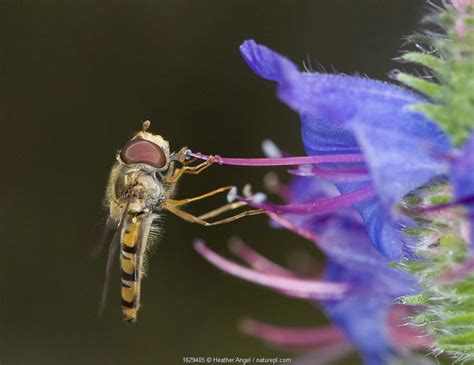 Pollination Partnerships Nature Picture Library