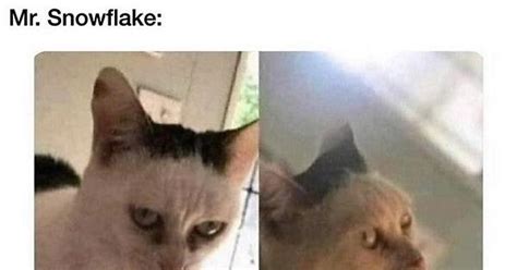 Mr Snowflake Album On Imgur