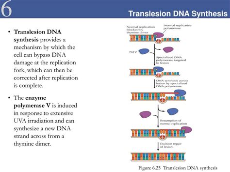 Ppt Replication Maintenance And Rearrangements Of Genomic Dna Dna Replication Dna Repair