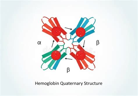 Denote Subunit Types And The Image Is Designed For Educational Stock