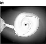 Iso density surfaces for Model C at various density levels a log ρ Download Scientific
