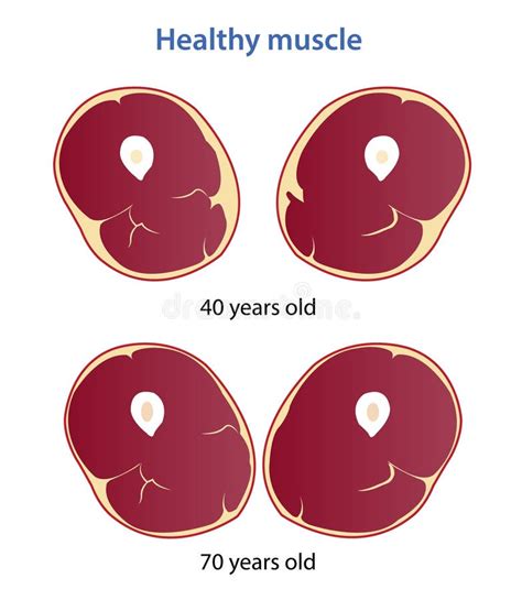 Healthy Muscle Mass In Different Ages Vector Illustration Isolated On White Background Stock