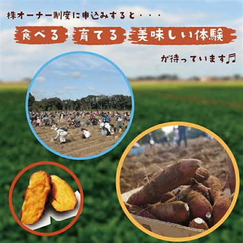 【楽天市場】【ふるさと納税】【早割aプラン】2024年度おいも株オーナー制度 1口｜cq 8 1：茨城県行方市