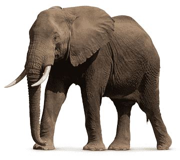 Gajah Png Pngwing