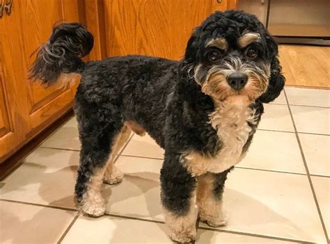 Cockapoo Black And Tan