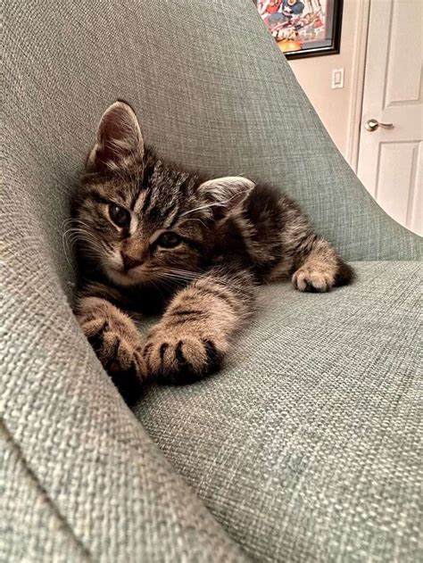 Frozen Kitten On Construction Site Was Waiting For Someone To Help Her