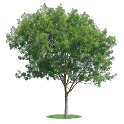 Tree Plan PNGs For Free Download