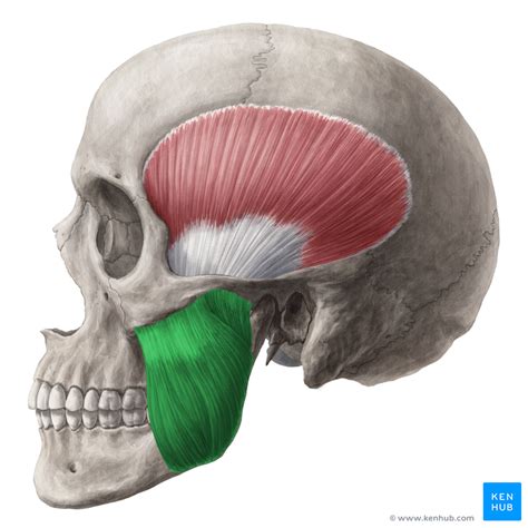 Masseter Muscle Aka Musculus Masseter In The Latin Terminology And Part