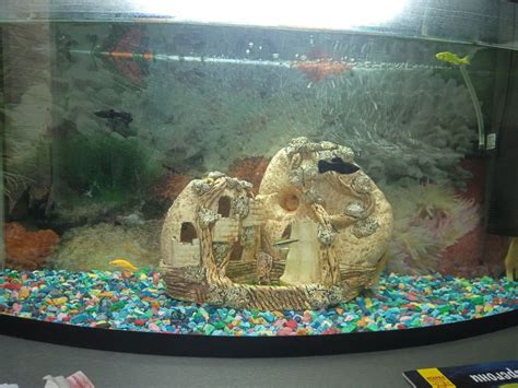 Продам акваріум з рибками та всім необхідним до нього 800 грн Акваріумістика Біла Церква на Olx