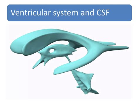 Basic Neuroanatomy And Neurophysiology Pptx