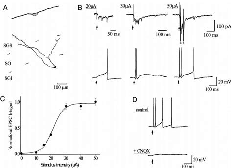 Synaptic Transmission Between The Superficial And Intermediate Layers