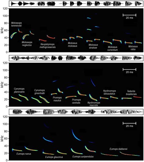 Spectrograms And Oscillograms Of Typical Echolocation Calls Emitted Download Scientific Diagram
