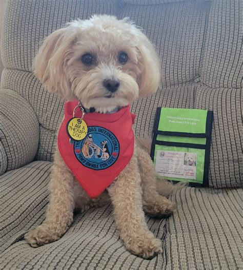 Comprehensive Training Guide For Your Cavapoo — My Doodle Puppy