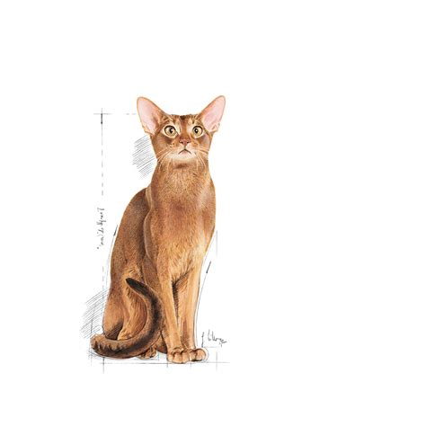 Protein Exigent Royal Canin Malaysia