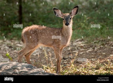 A Young Mule Deer Odocoileus Hemionus Fawn The Sierra Foothills Of