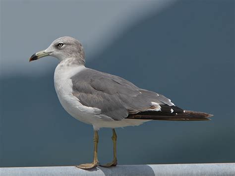 ウミネコ第3回夏羽成鳥冬羽移行中03