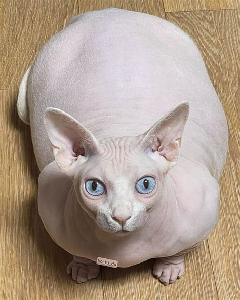 Sphinx Cat Hairless And Adorable