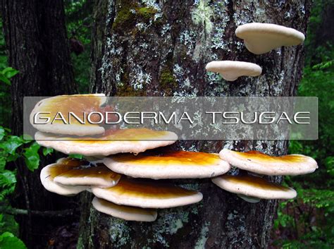 Benefits Of Ganoderma Tsugae Dry Fasting Activate Your Super Powers