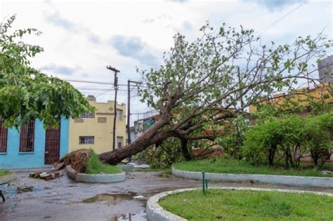 Best Trees For Wet Soil ProGardenTips