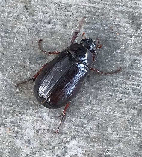 Diplotaxis Phyllophaga Bugguidenet