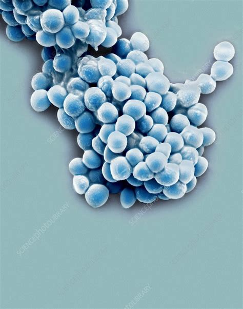 Streptococcus Thermophilus Bacteria Sem Stock Image C010 8940