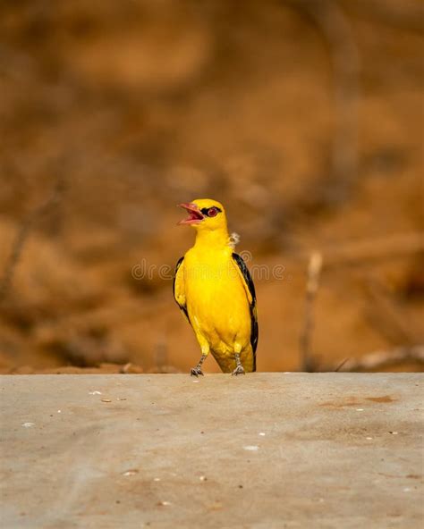 Indian Golden Oriole Or Oriolus Kundoo Beautiful Yellow Color Bird In