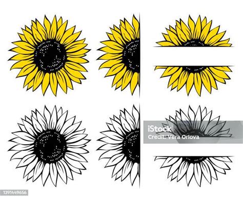 야생 해바라기 세트 꽃 프레임 흰색 배경에 고립 된 벡터 일러스트 레이 션 해바라기에 대한 스톡 벡터 아트 및 기타 이미지 해바라기 컷아웃 드로잉 Istock
