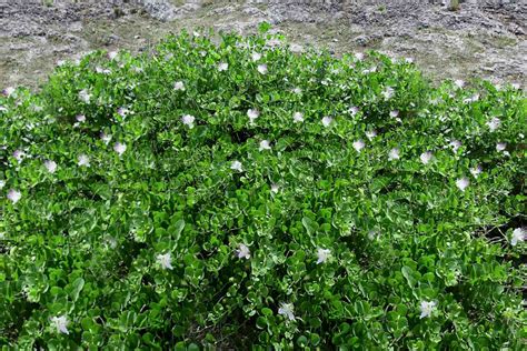 How To Grow And Care For Caper Bush