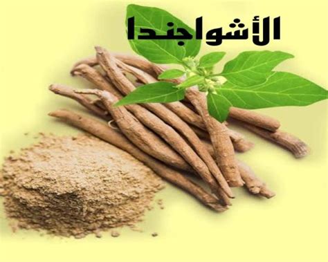 الأشواجندا فوائدها وطرق تناولها