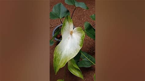 සමෝරා සියලුම ඇන්තූරියම් වර්ග එකම වහලක් යටින් ඔනිද 0752878676 Youtube