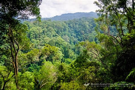 Indonesia Sumatra Rainforest