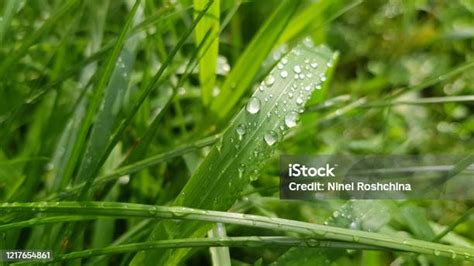 빗방울이 풀잎에 햇빛에 빛나고 있습니다 젖은 잔디 클로즈업 물 방울 비 후 신선한 식물 배경입니다 봄 성장 이슬 방울여름 허브는 투명 진주처럼 보입니다 0명에 대한 스톡