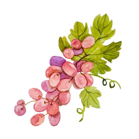 Rosa Trauben Vektoren Und Illustrationen Zum Kostenlosen Download Freepik