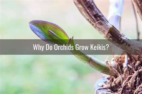 How To Take Care Of Orchid Keiki Artofit