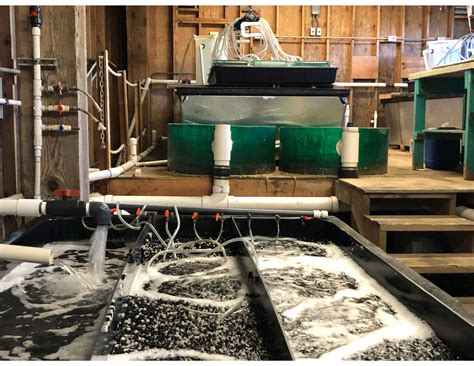 Abalone Archives · Aquaculture Cooperative Extension