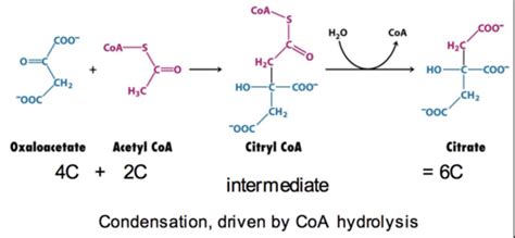 Fa Synthesis Flashcards Quizlet
